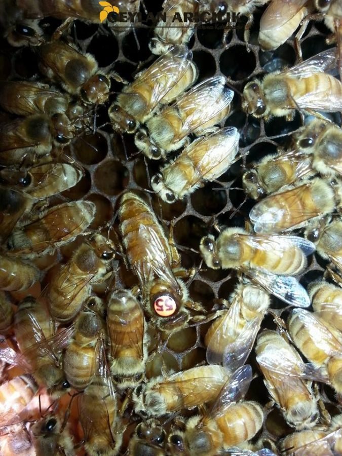 Ana Arı ve Özellikleri