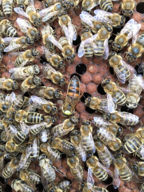 Anadolu F1 Ana Arı - Online Paket Arıcılık ve Ana Arı Üretimi